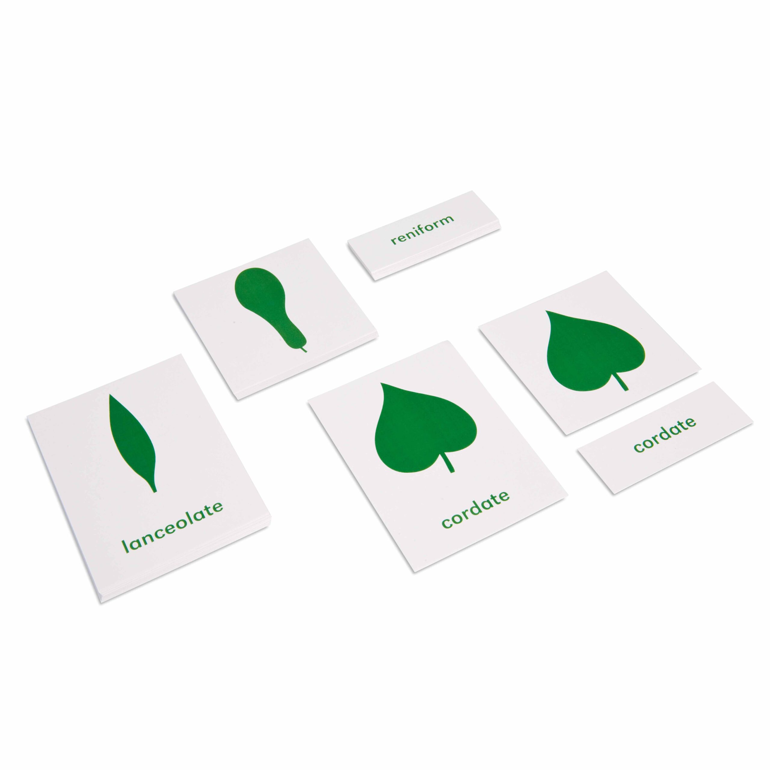 Gabinete de Botánica: Tarjetas de términos – Lupa Montessori